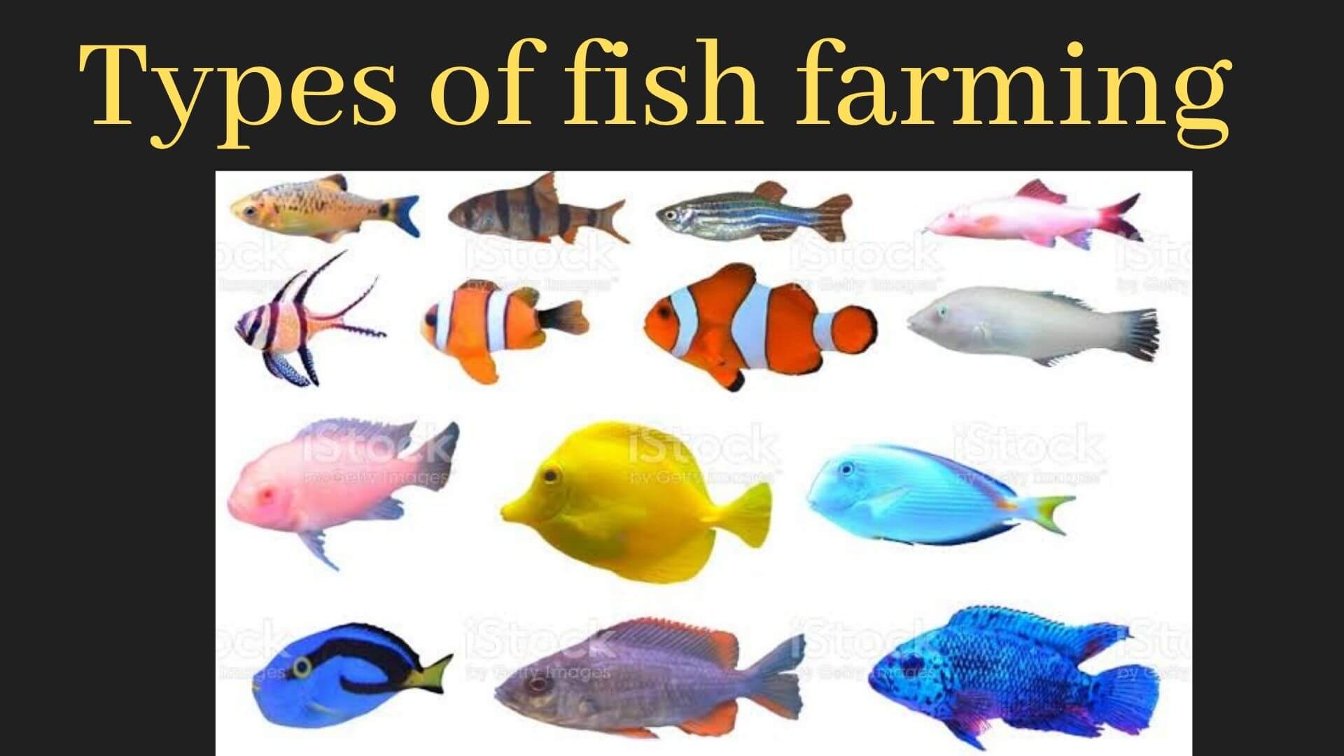 What are the different types of fish farming | Blogs